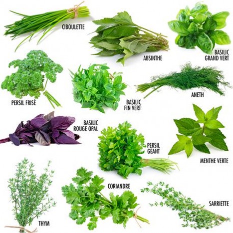 Coffret de graines de 12 herbes aromatiques à planter